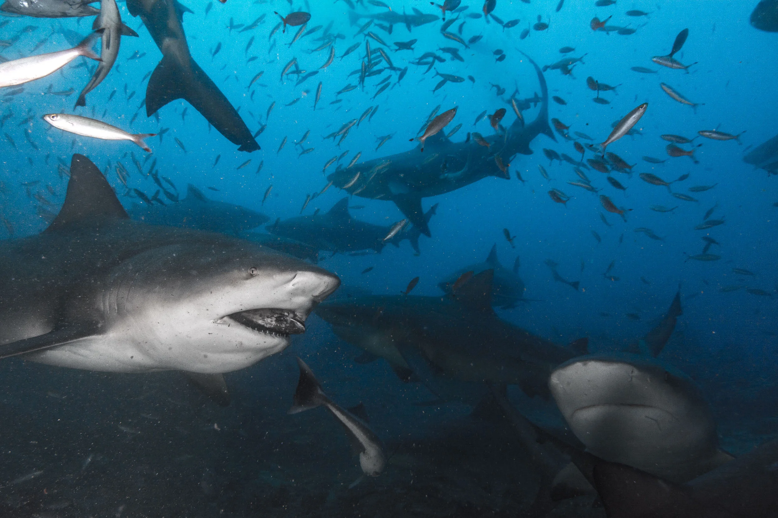 Fiji's Shark Diving — www.tomvierus.com
