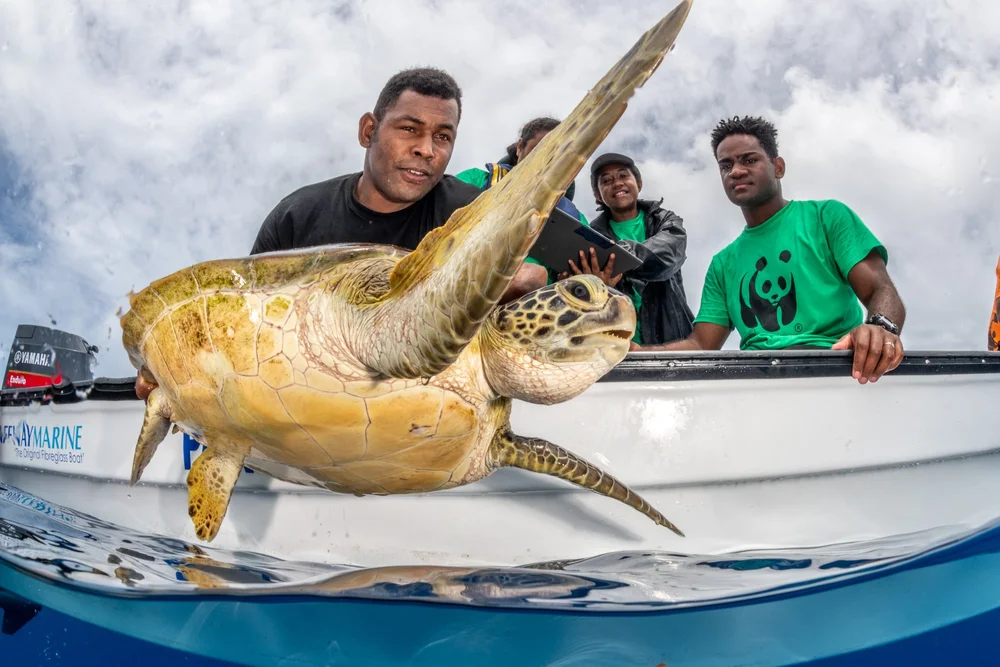 WWF Turtle Monitoring Project in Fiji — www.tomvierus.com