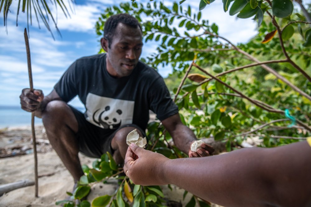 WWF Turtle Monitoring Project in Fiji — www.tomvierus.com