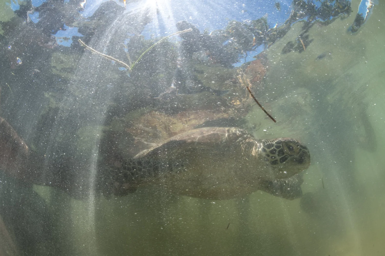 WWF Turtle Monitoring Project in Fiji — www.tomvierus.com