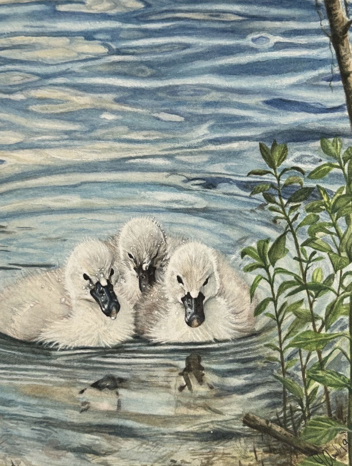 Jessica Aviles Swim swim little swans AAPL's Affordable Works Online — AAPL