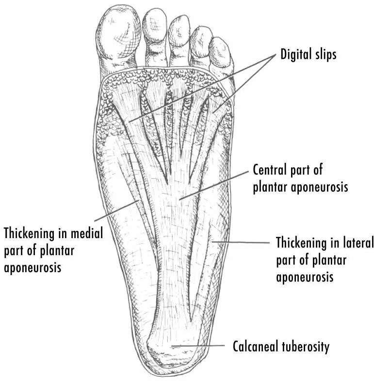 Why Big Toe Extension is so Important for Running — Shape Physio