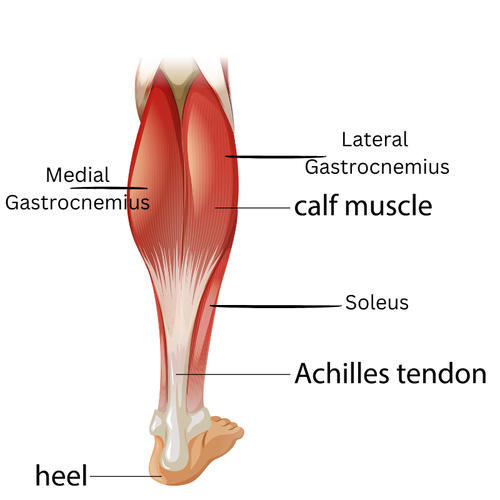 Are Your Calves Strong Enough for Running? Exercises and Tips for ...