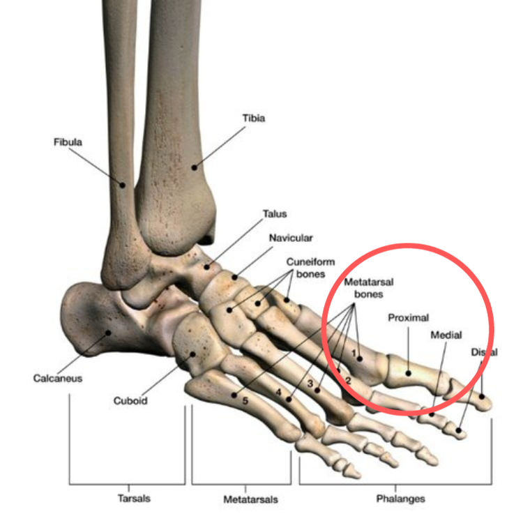 Why Big Toe Extension is so Important for Running — Shape Physio
