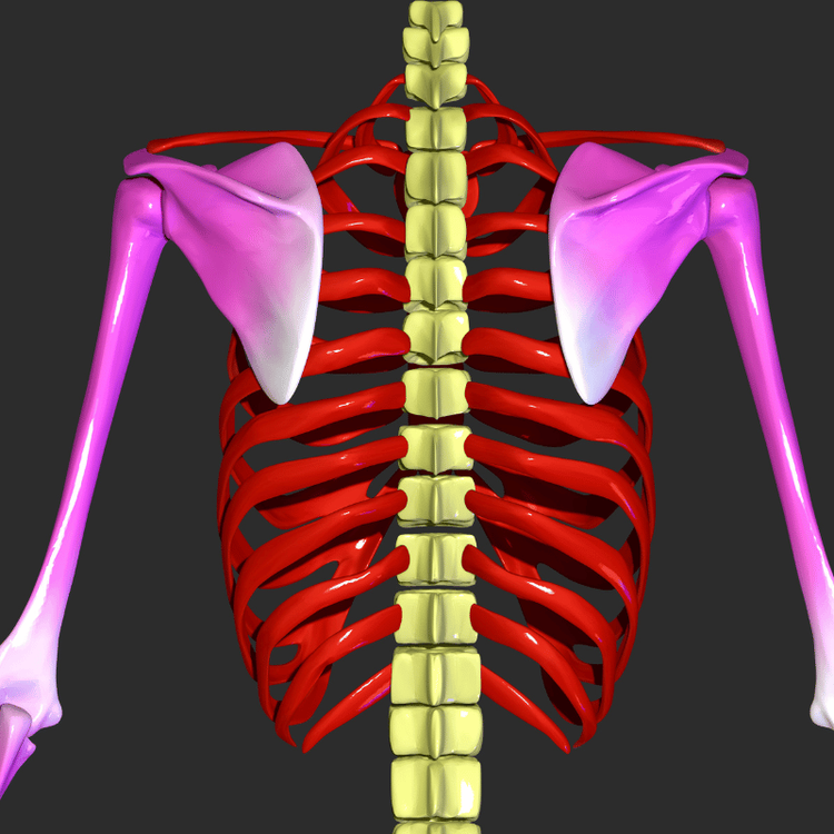 Thoracic Spine Essentials: A Runner's Guide to Mobility and Strength ...