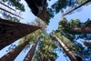 Sequoia Financial Services - 2021