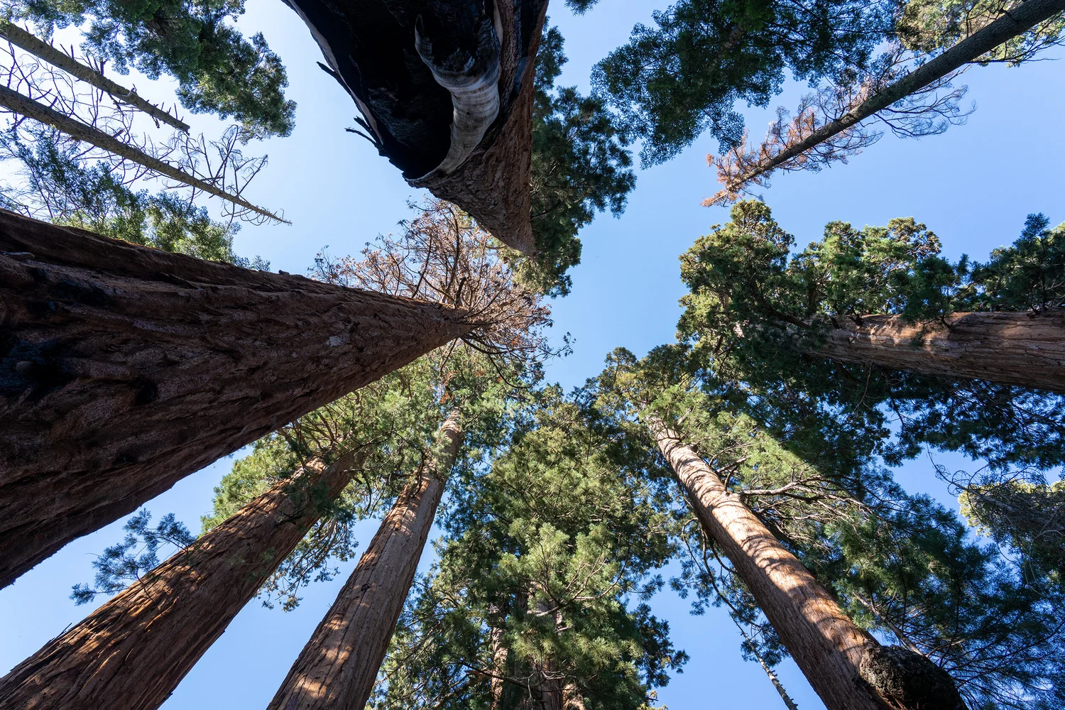 Sequoia Financial Services - 2021
