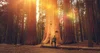 Sequoia Financial Services - 2021