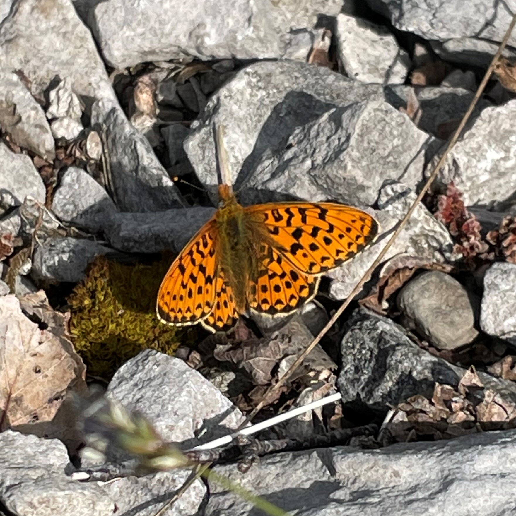Wildlife Tours | Lake District & Morecambe Bay | The Morecambe Bay Big ...