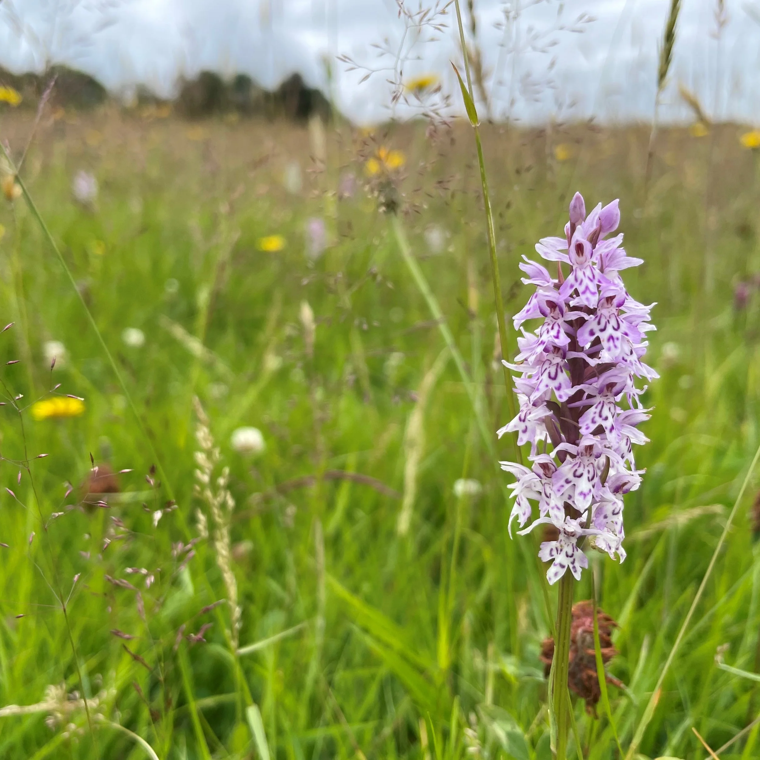Wildlife Tours | Lake District & Morecambe Bay | Cows and Conservation ...