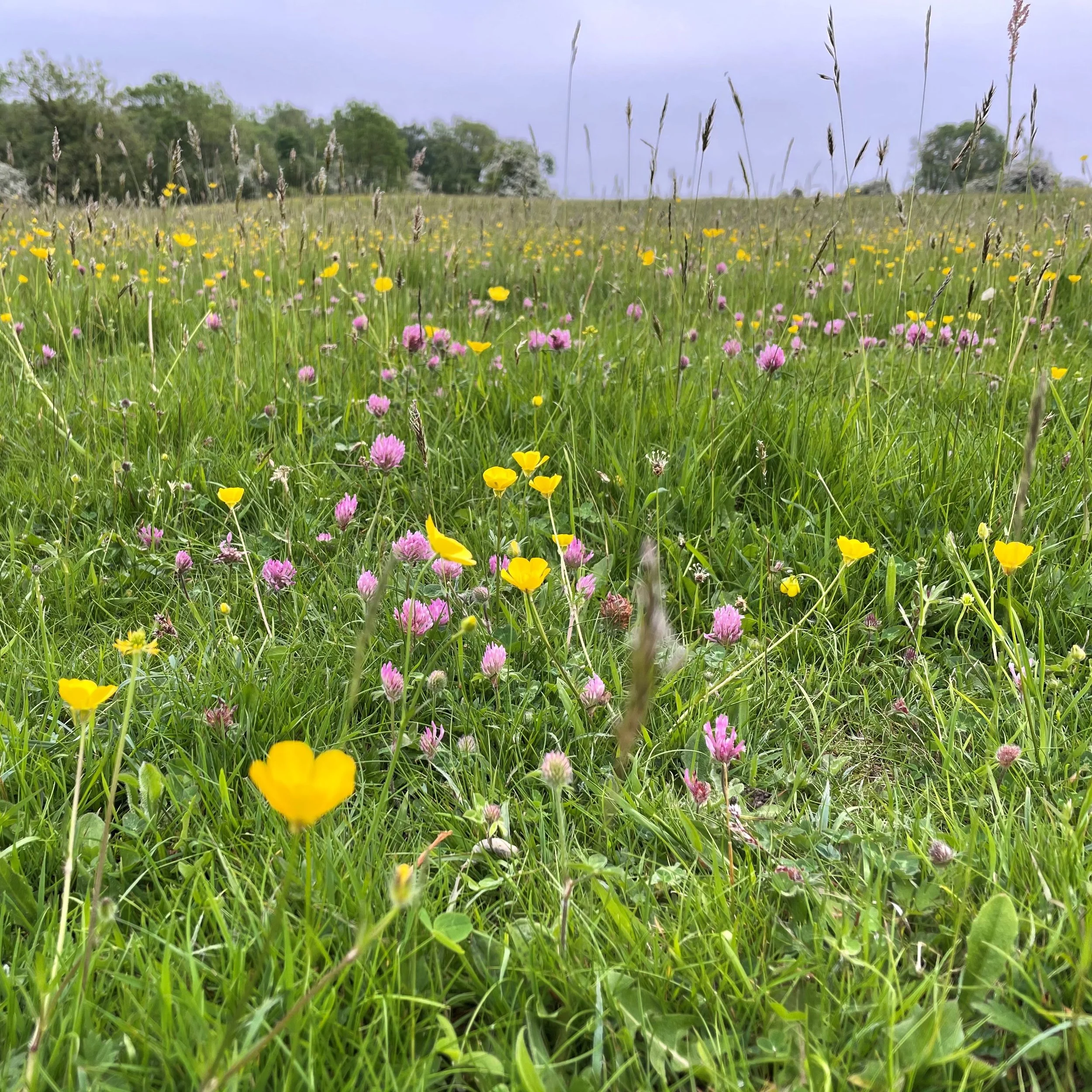 Wildlife Tours | Lake District & Morecambe Bay | Marvellous Meadows ...