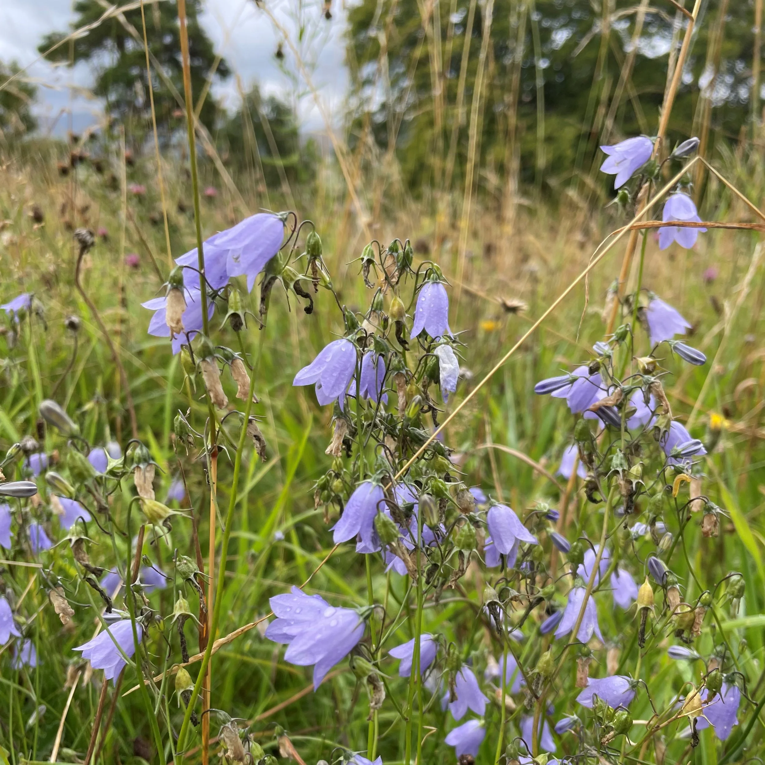 Wildlife Tours | Lake District & Morecambe Bay | Marvellous Meadows ...