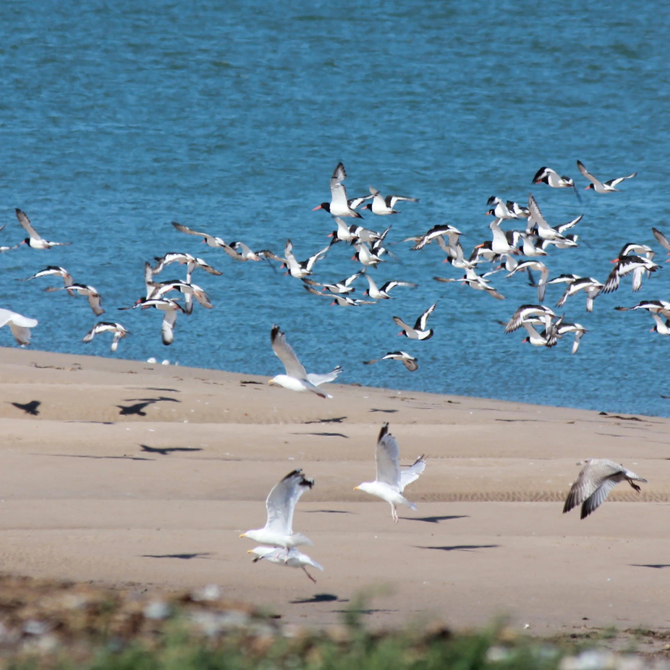 Wildlife Tours | Lake District & Morecambe Bay | Book Now — NaturesGems