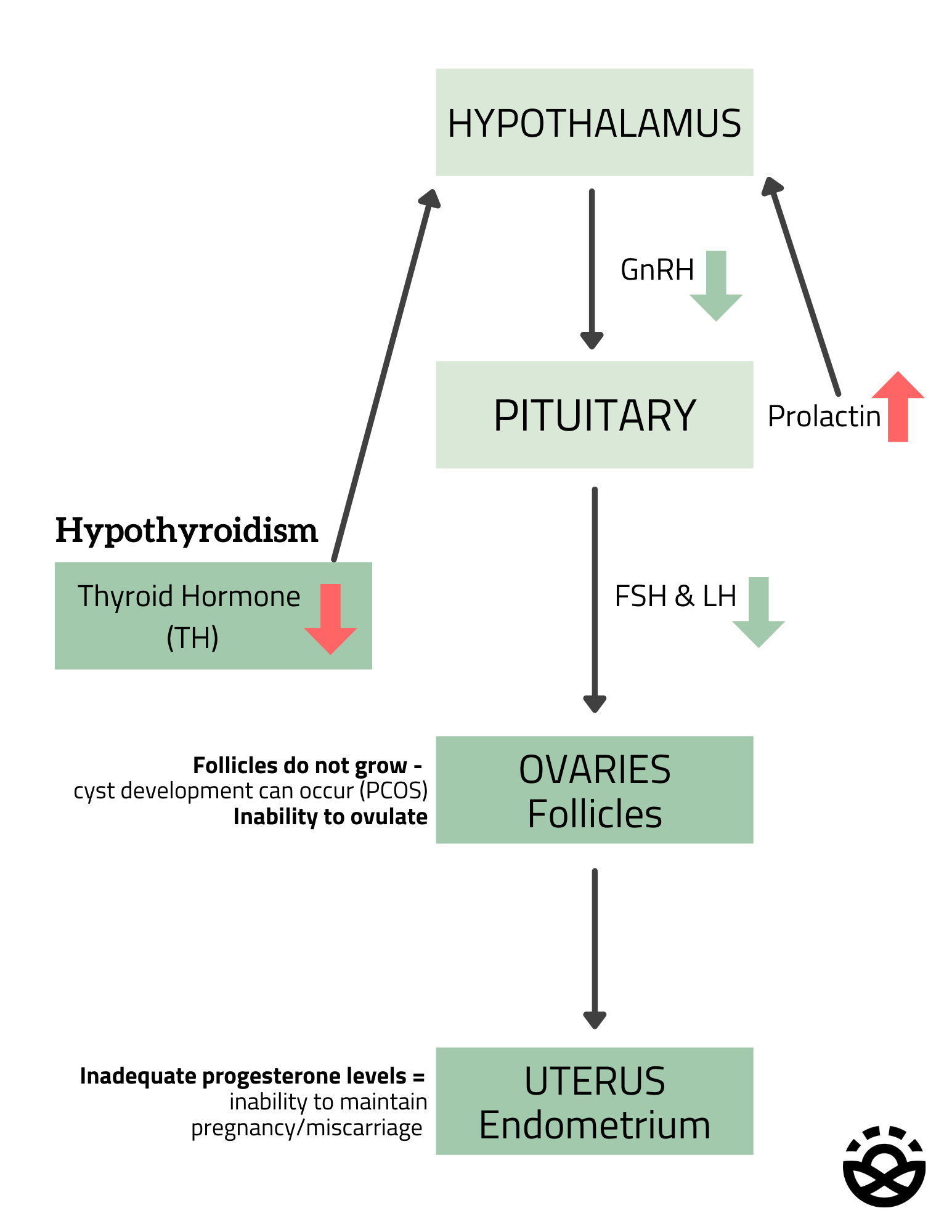 Effects of Thyroid Disease on Menstruation, Fertility, and Mother & Baby's Health — Genesis ...