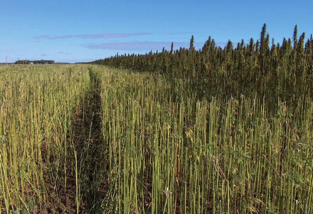Cáñamo — Hempcrete