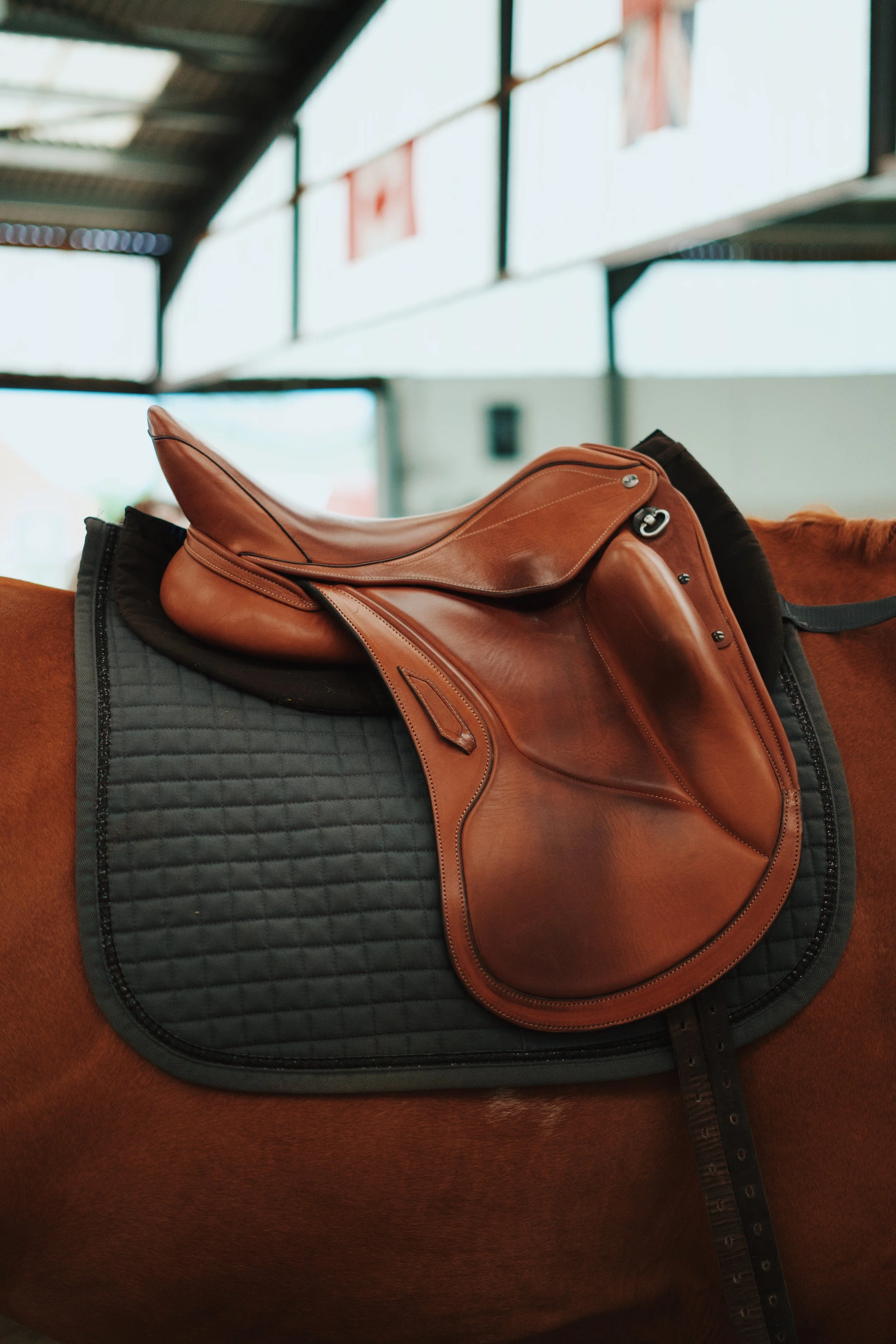 Contact — Aviar Saddles
