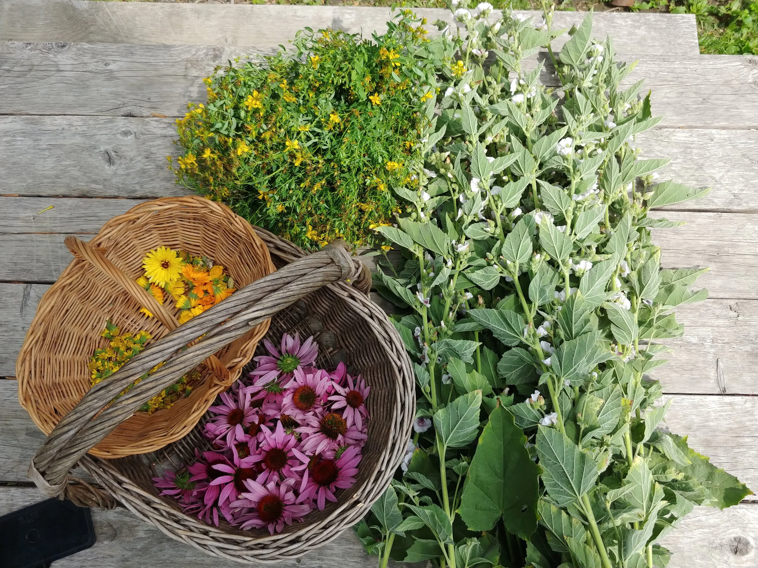 General 2 — Rose Core Collective | an herbal kinship