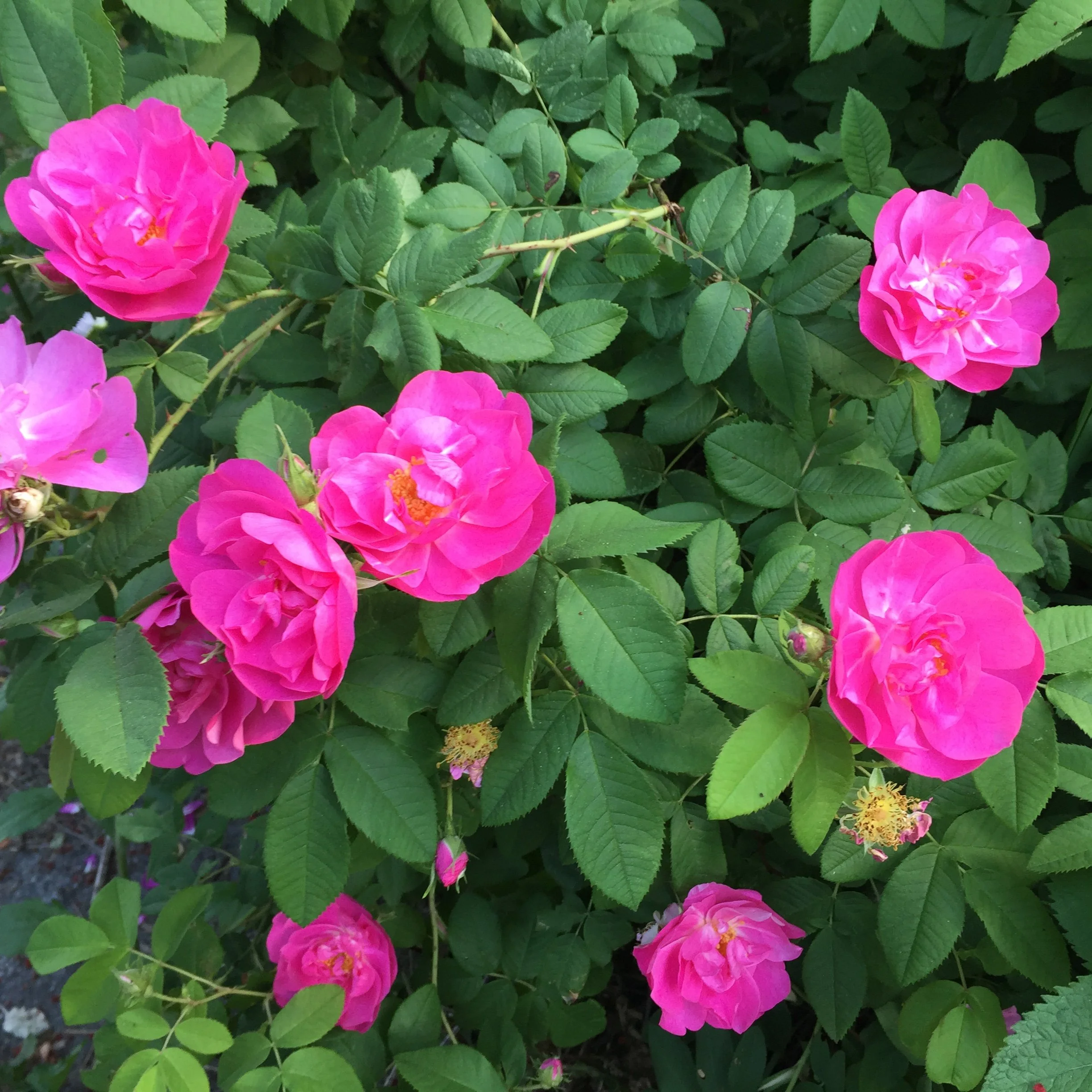 2024 Fundraising Ask — Rose Core Collective | an herbal kinship