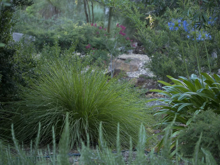 The plants — Safer Gardens - Plant Flammability & Planning For Fire