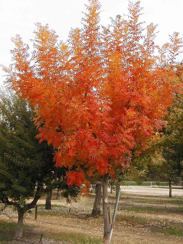 Plants for Fire-Prone Landscapes | Fire Safer Gardens — Safer Gardens ...