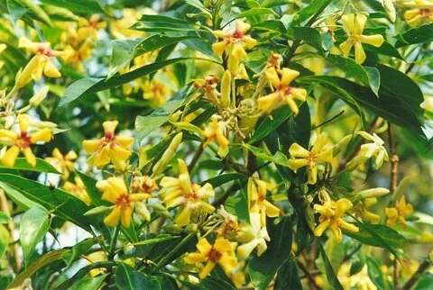 Plants for Fire-Prone Landscapes | Fire Safer Gardens — Safer Gardens ...