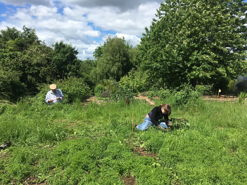 A Mini Flax Farm in the City — Flax Project C.I.C.
