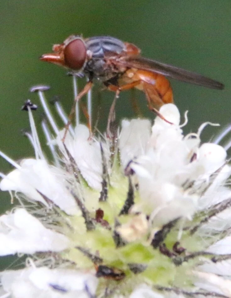 Farming & wildlife at Milden, Suffolk — Milden Hall