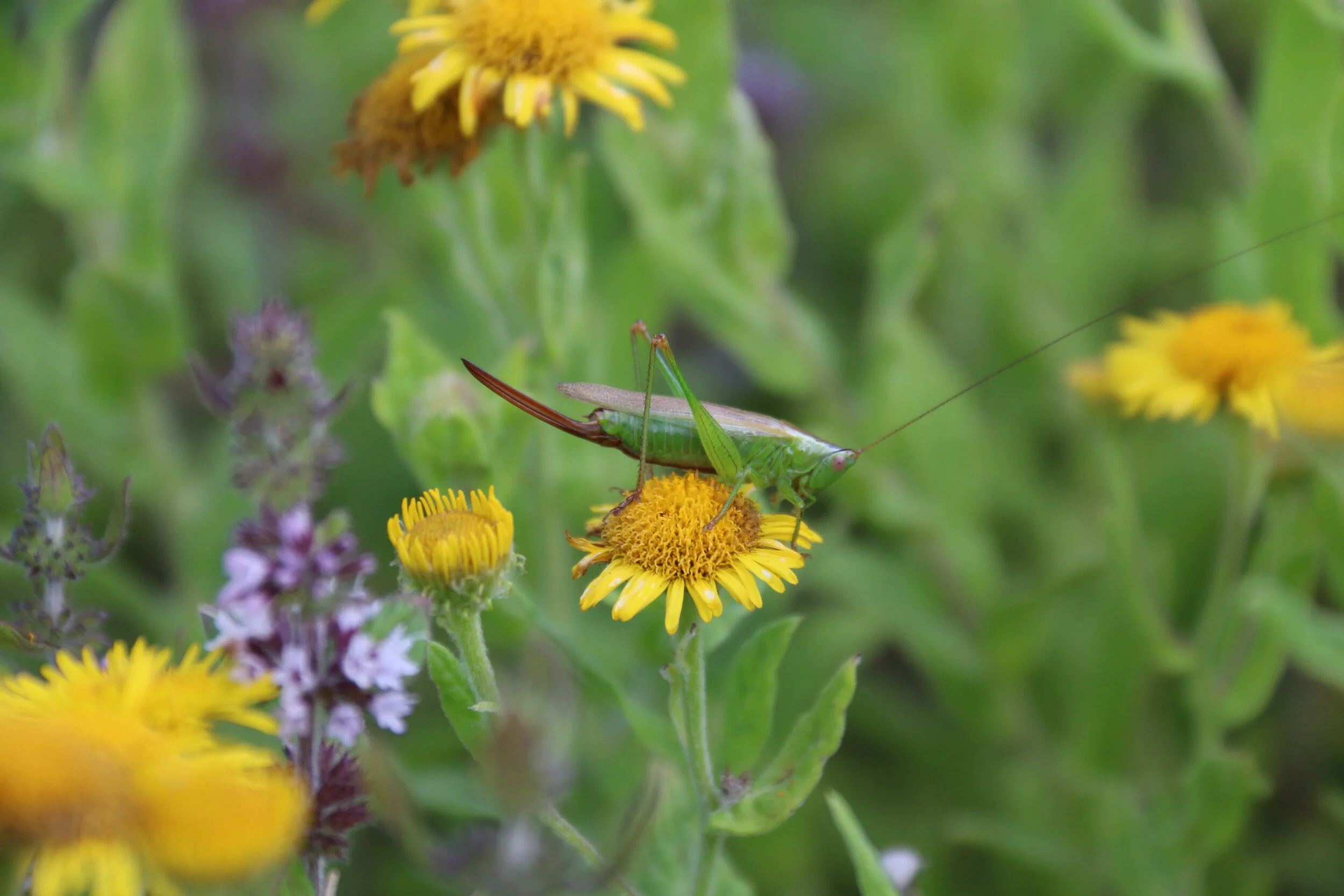 Farming & wildlife at Milden, Suffolk — Milden Hall