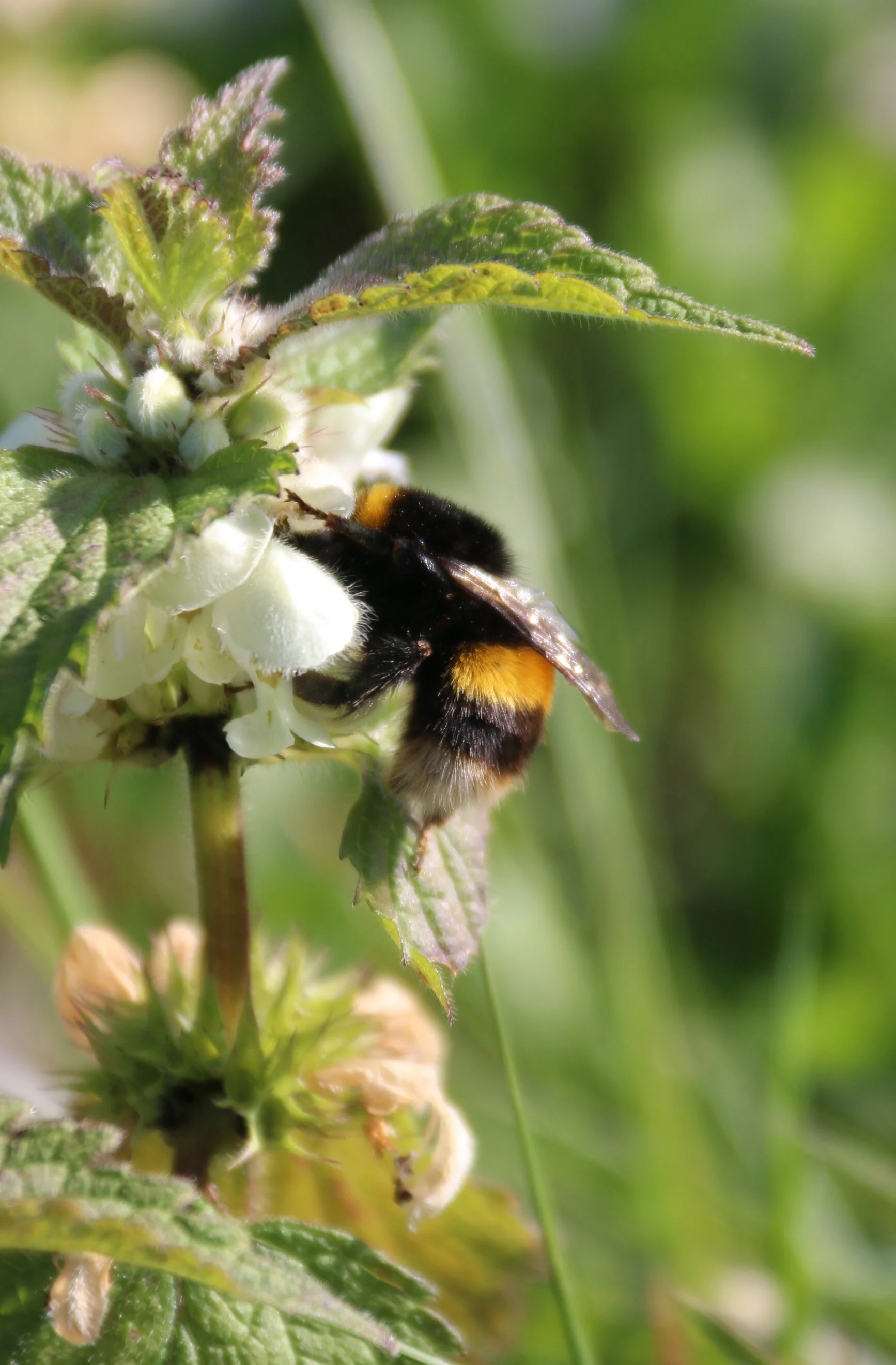 Farming & wildlife at Milden, Suffolk — Milden Hall