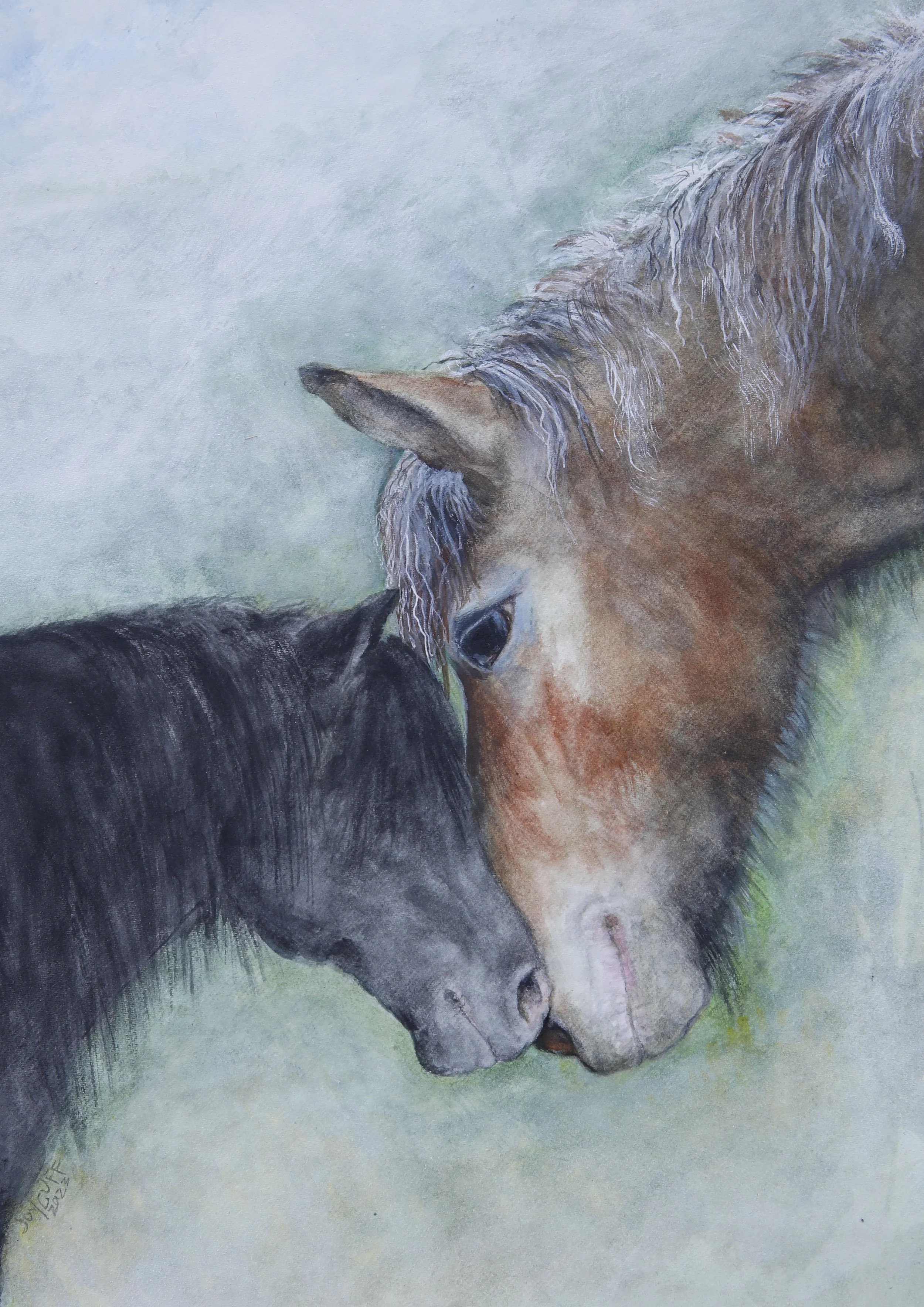 Park Lane Stables Shop