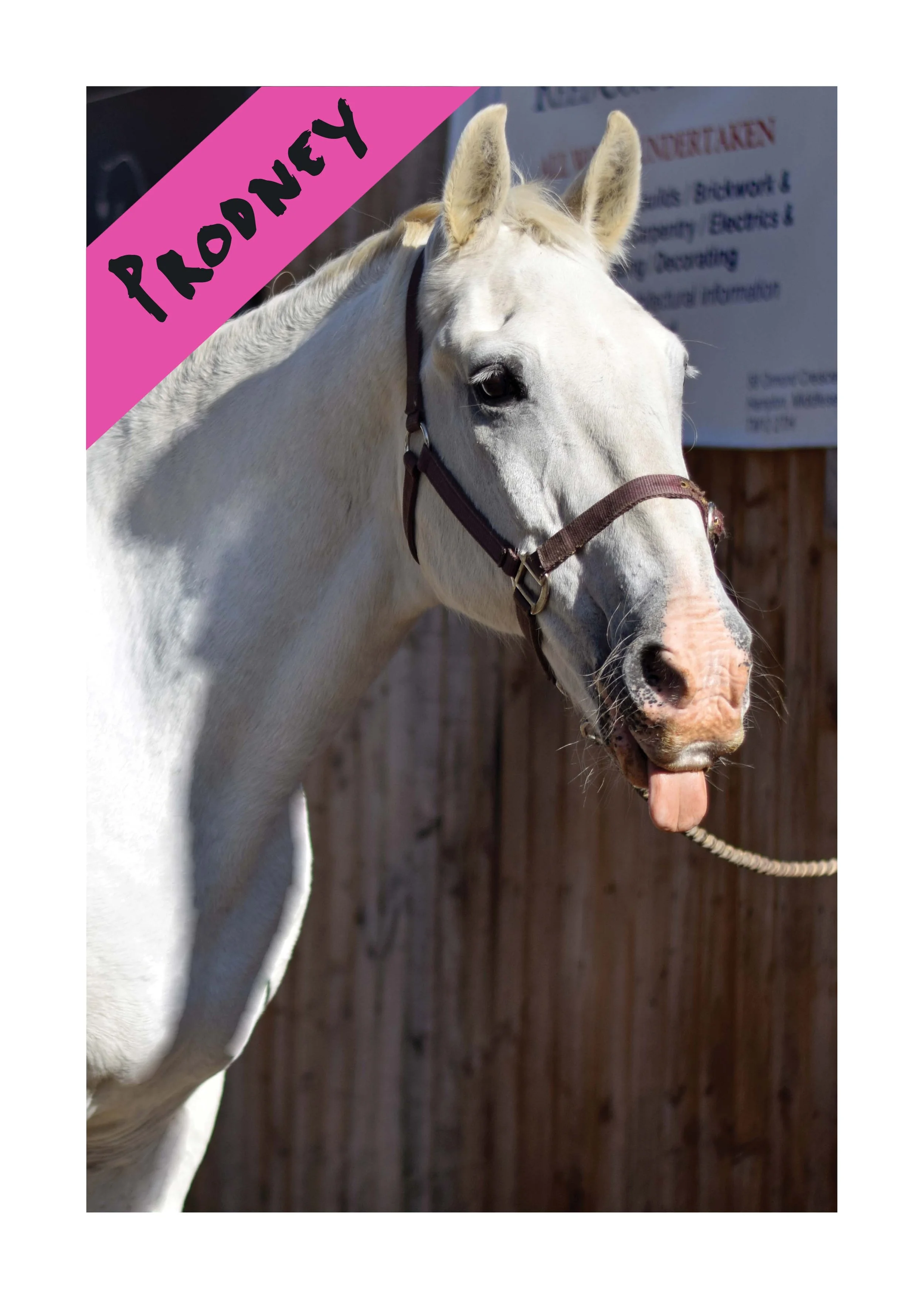 Park Lane Stables Shop