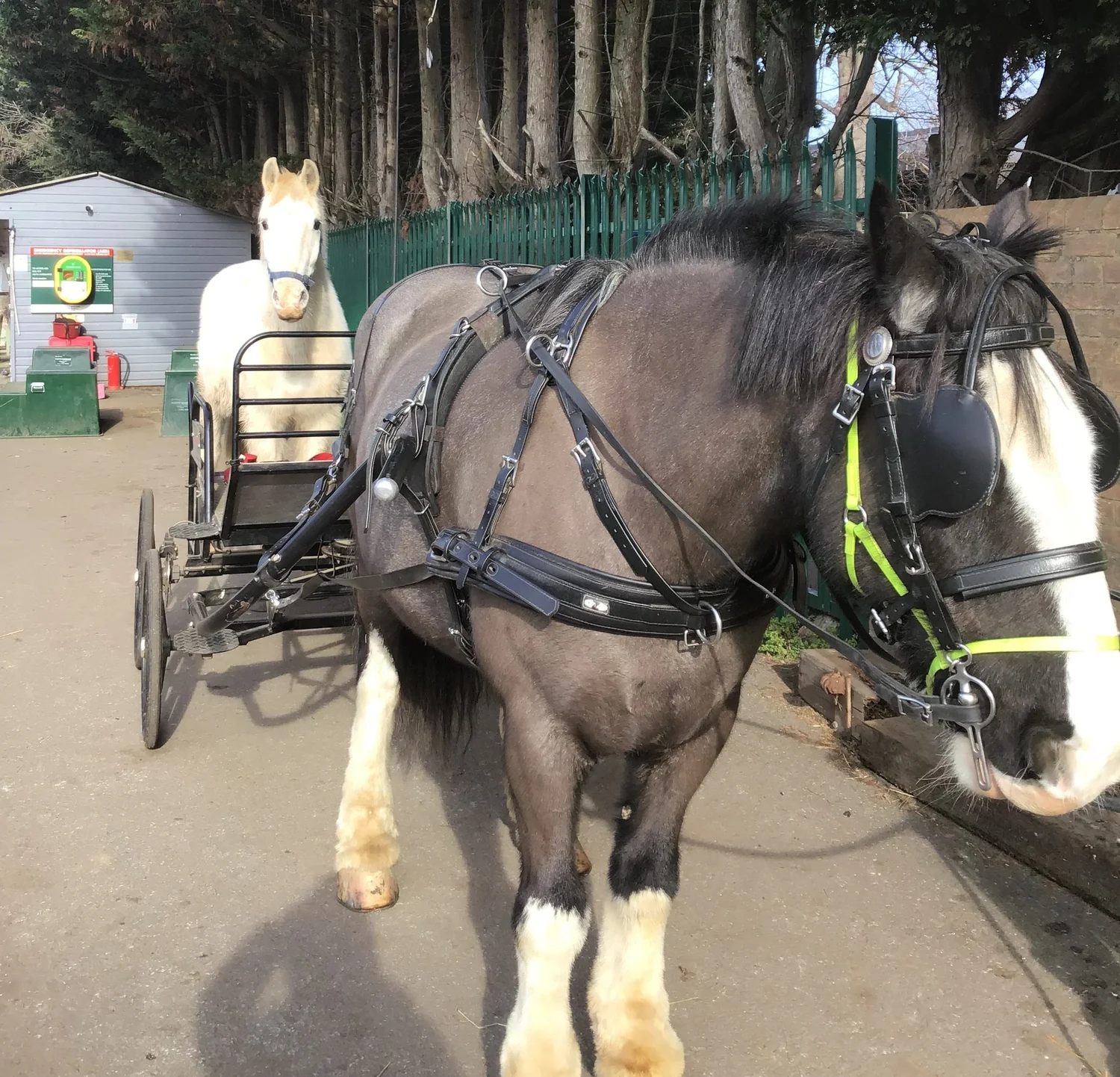 Prodney’s Blog: I like to test drive all the activities in the yard