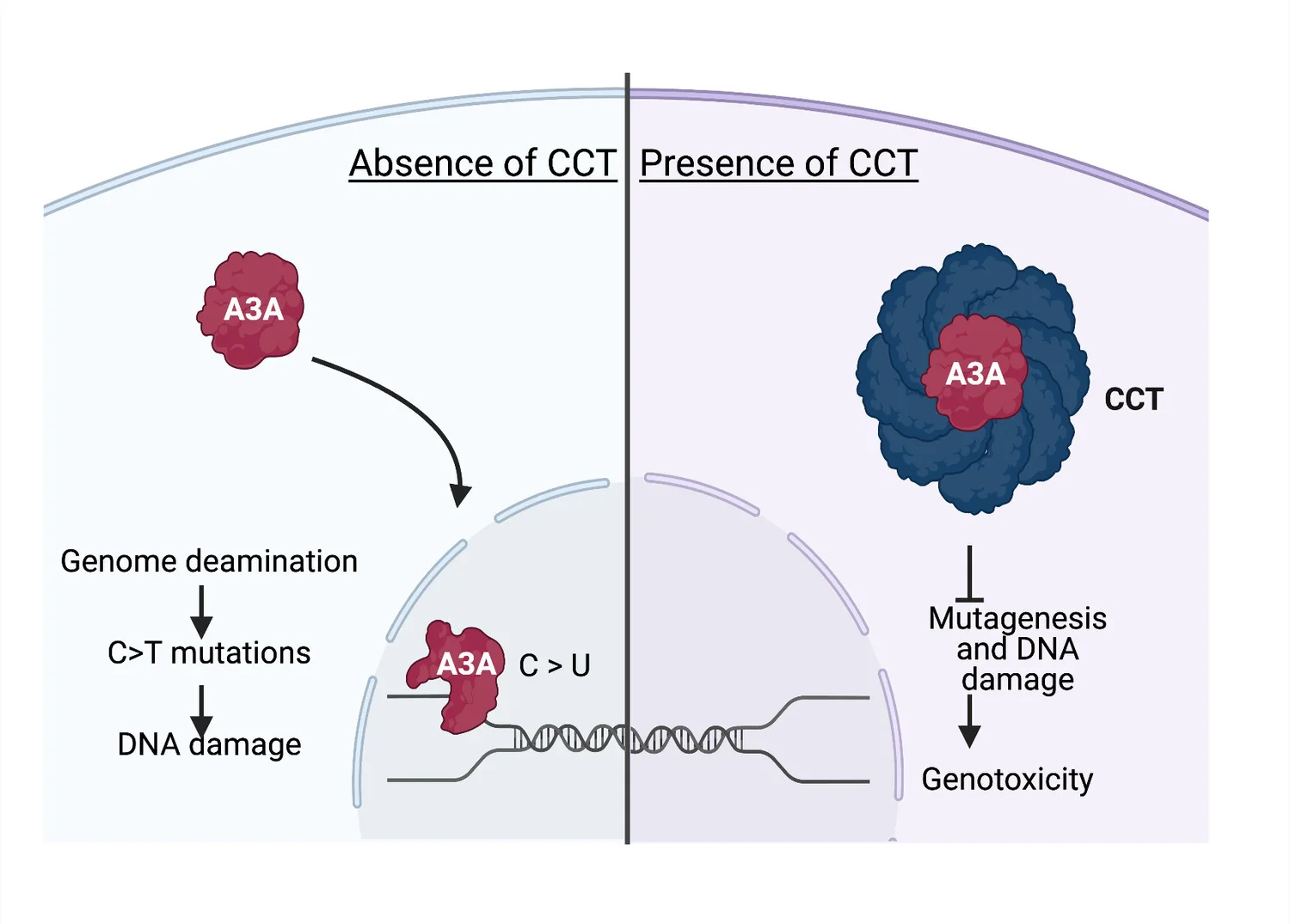 APOBEC3 Deaminases — Green Lab
