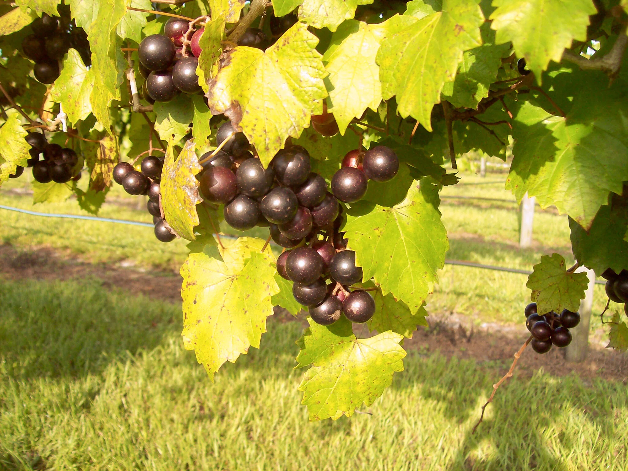 Bunker Hill Vineyard