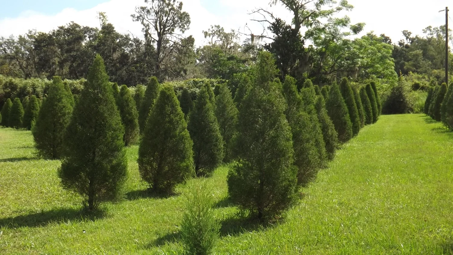 Christmas Trees — Bunker Hill Vineyard