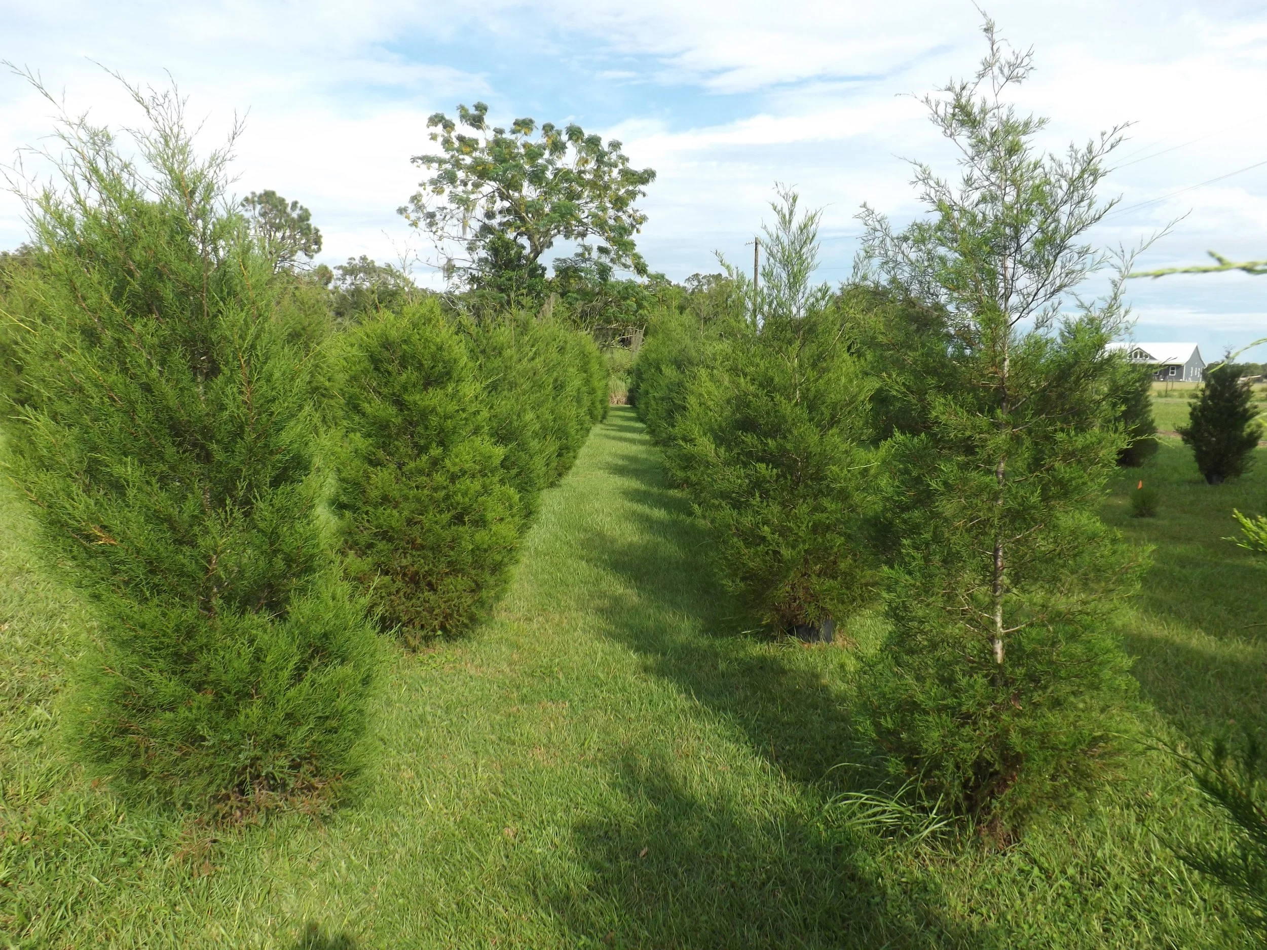 Christmas Trees — Bunker Hill Vineyard