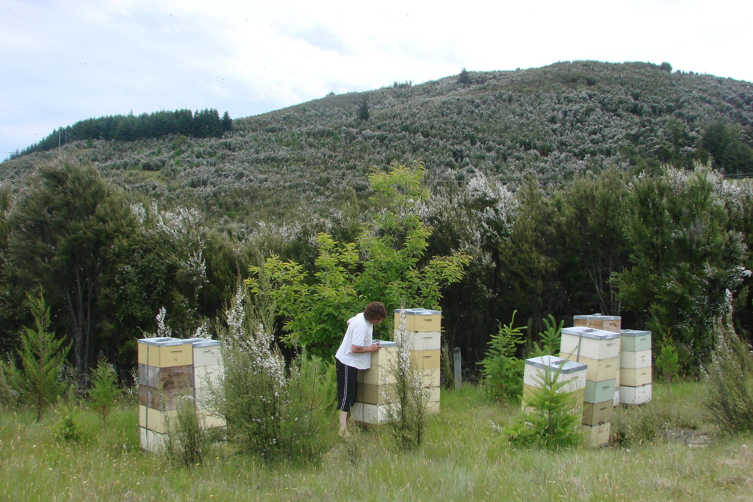 Contact Us — Bee Buzz Apiaries