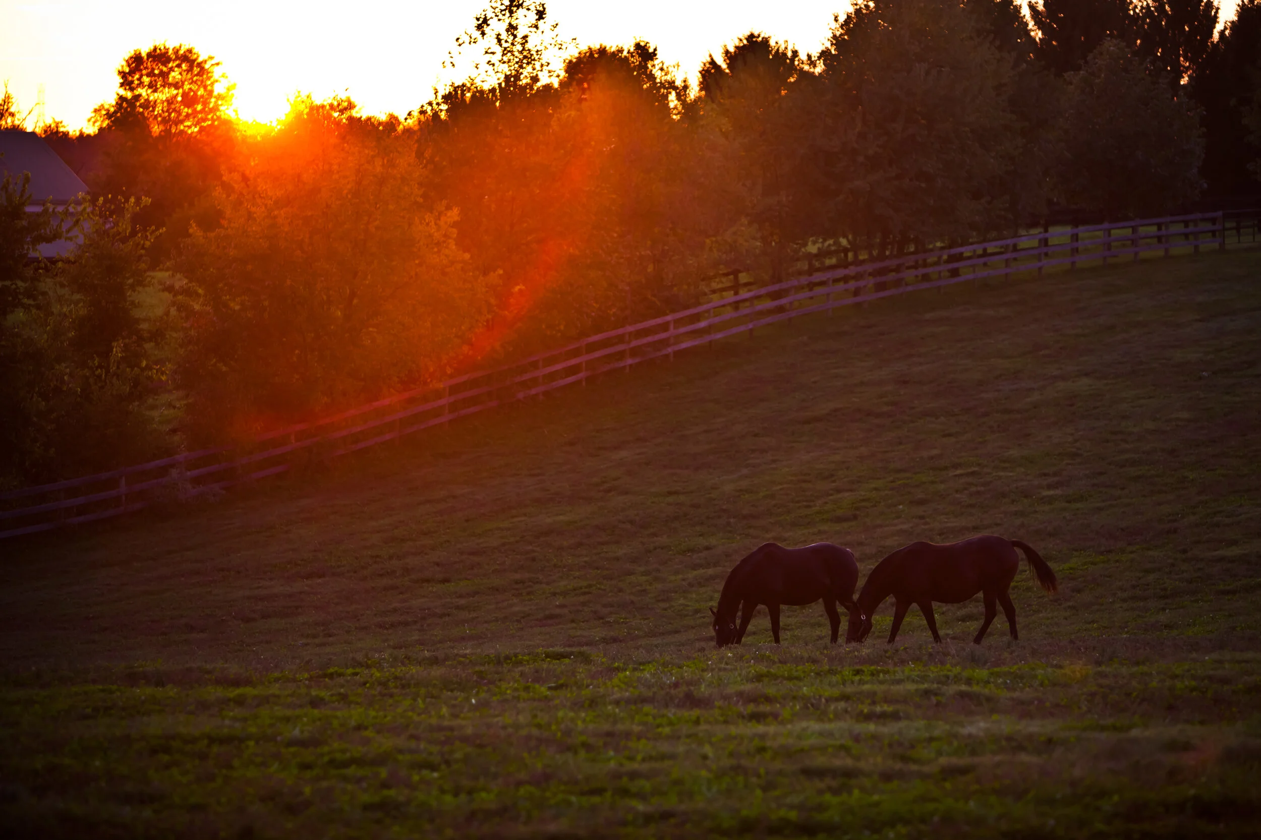 Family Farm — Saxony