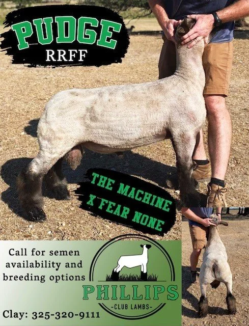 Welcome to Phillips Club Lambs!