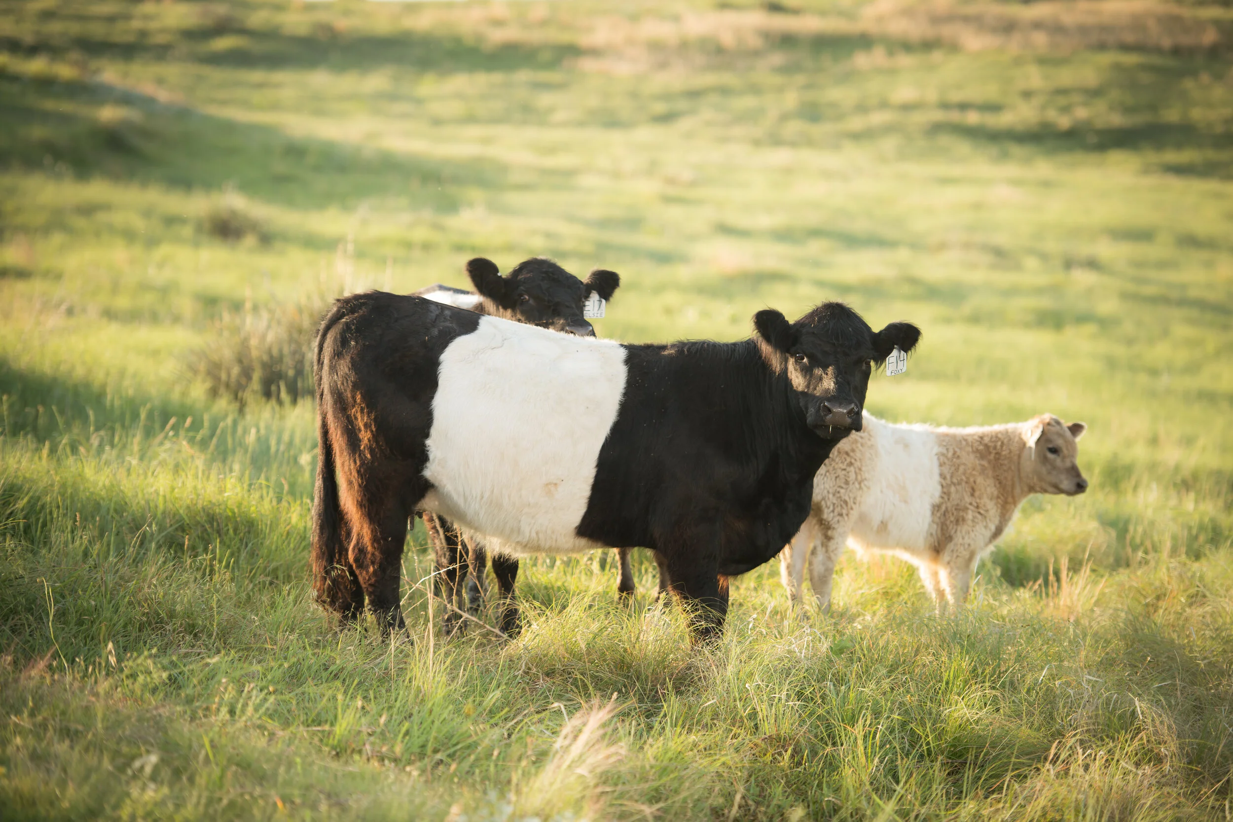 About Us — Witte Belted Beef