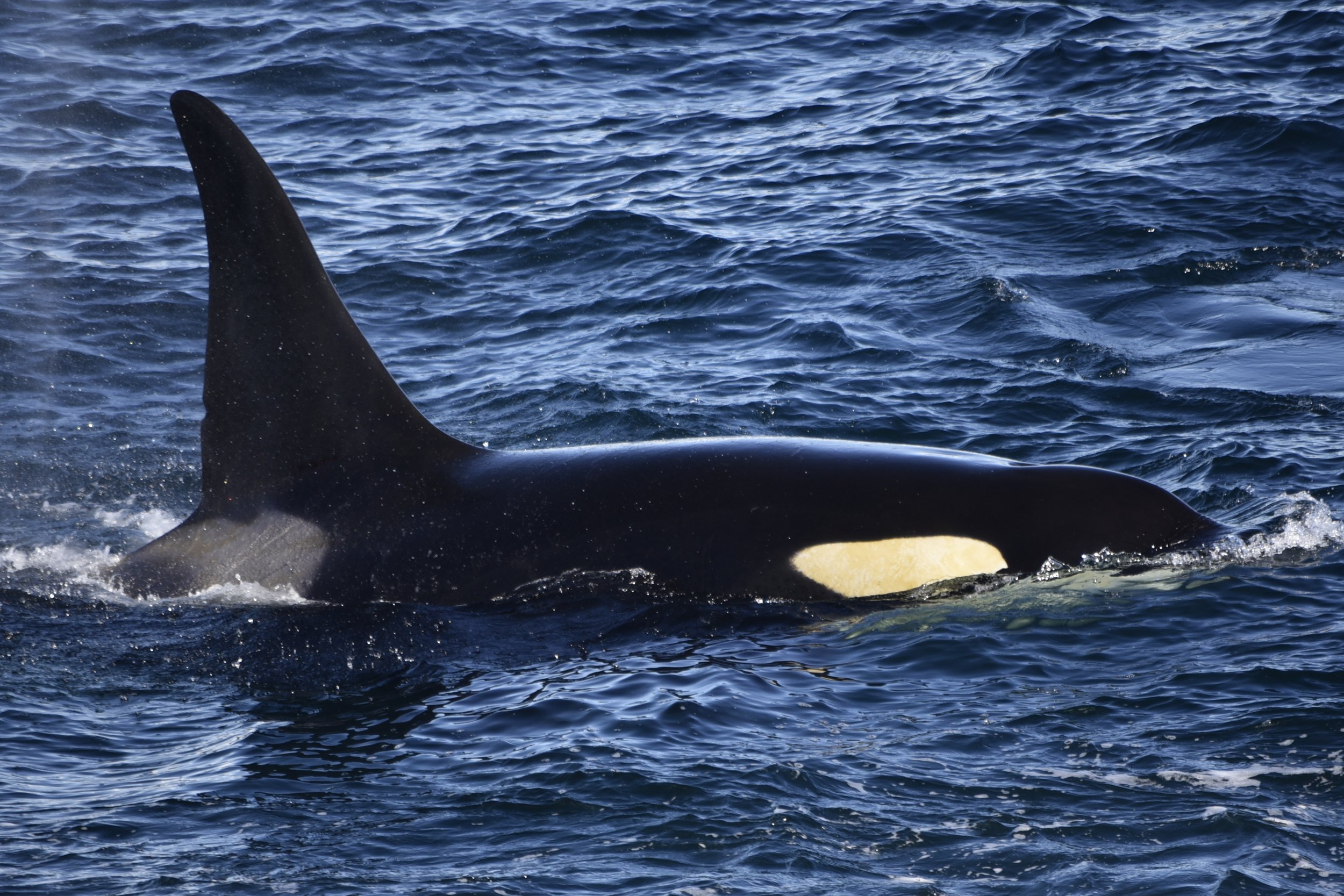 All about the orca — Marine Mammal Foundation
