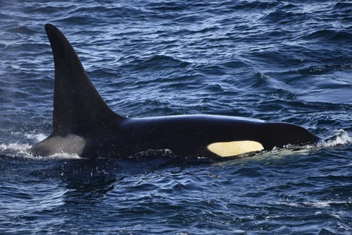 All about the orca — Marine Mammal Foundation