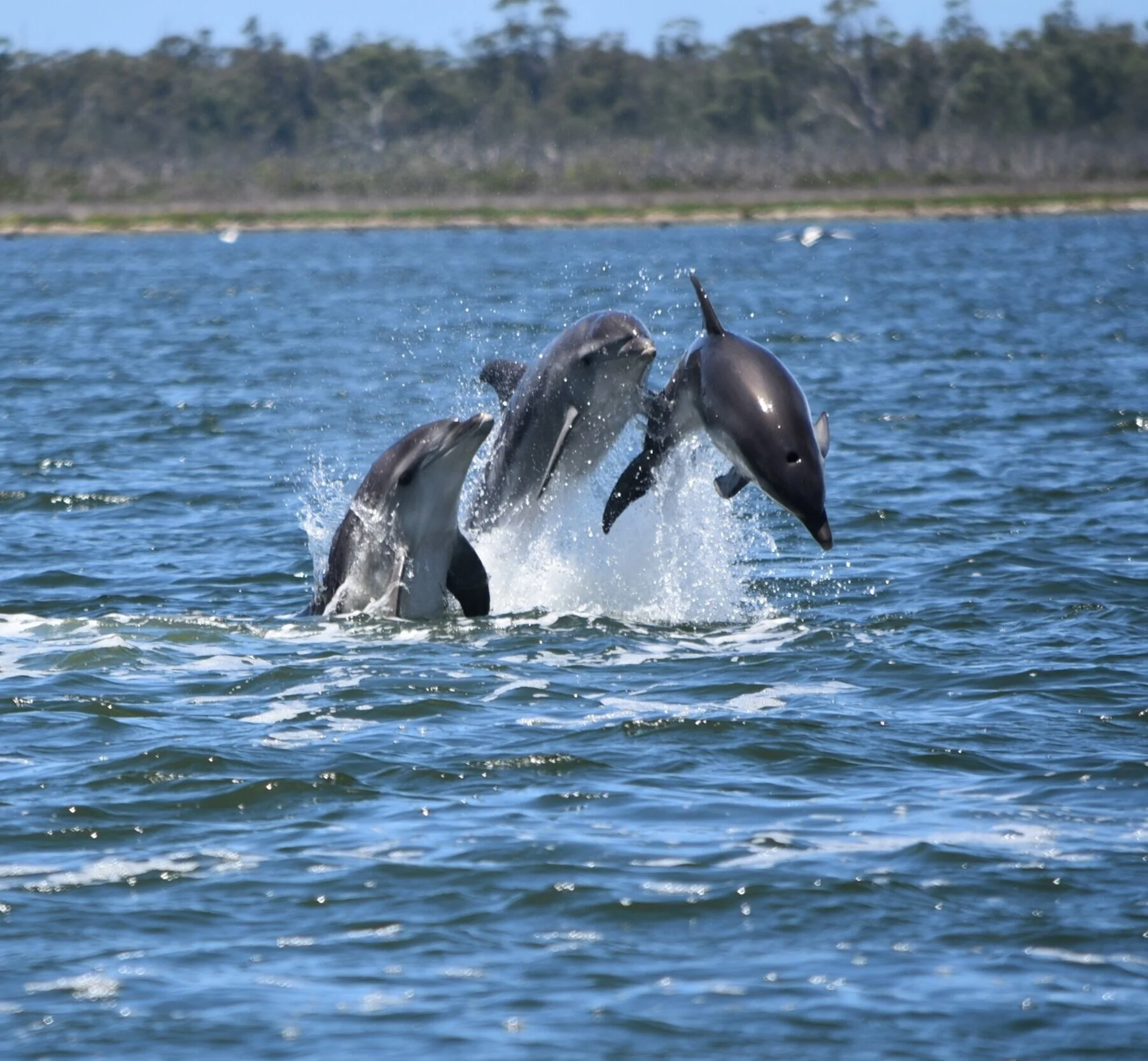Donate — Marine Mammal Foundation