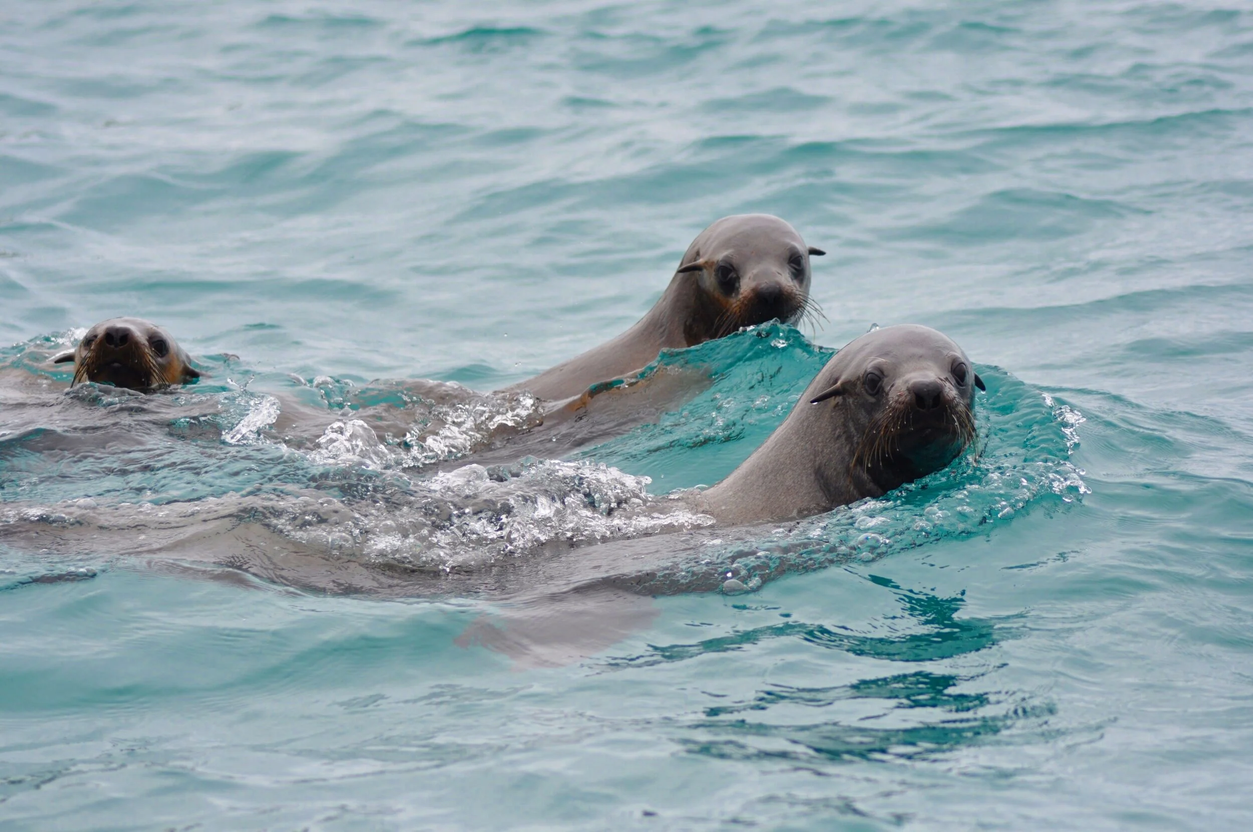 Adopt a Marine Mammal — Marine Mammal Foundation