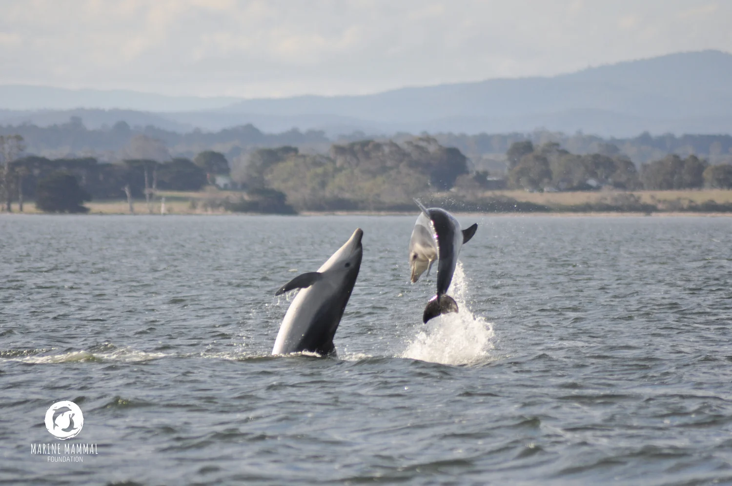 Burrunan Dolphin — Marine Mammal Foundation