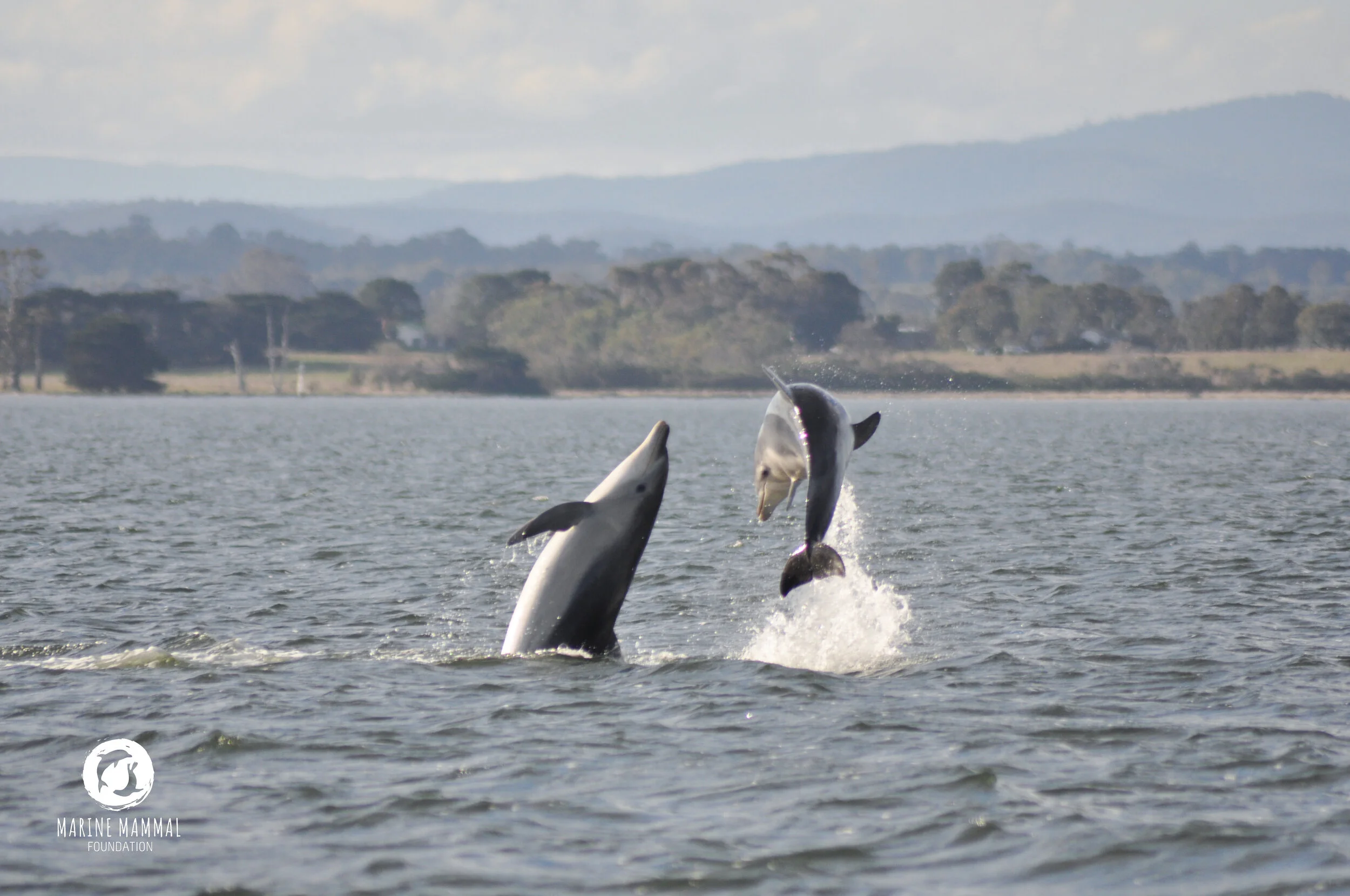 Burrunan Dolphin — Marine Mammal Foundation