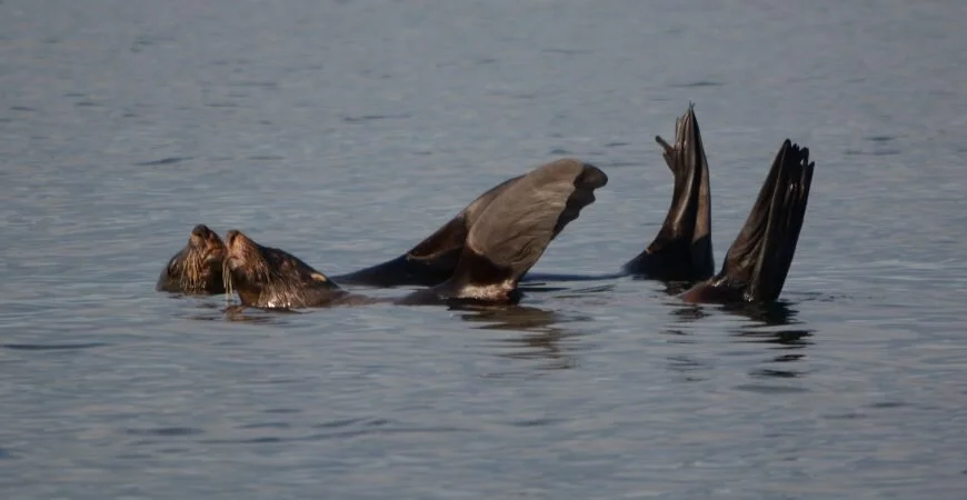 Seals of Victoria — Marine Mammal Foundation