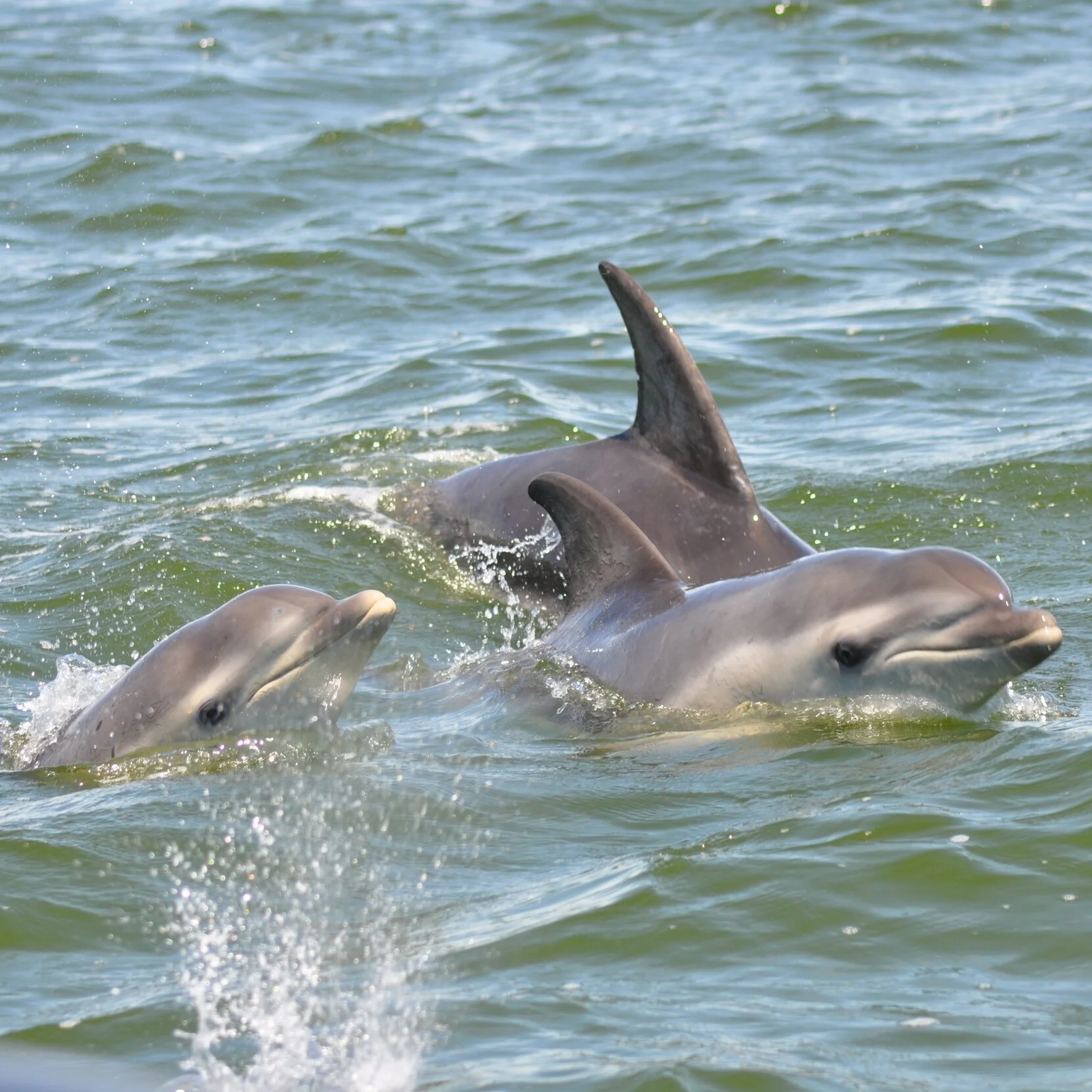 Research Programs — Marine Mammal Foundation