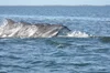 Burrunan Dolphin — Marine Mammal Foundation