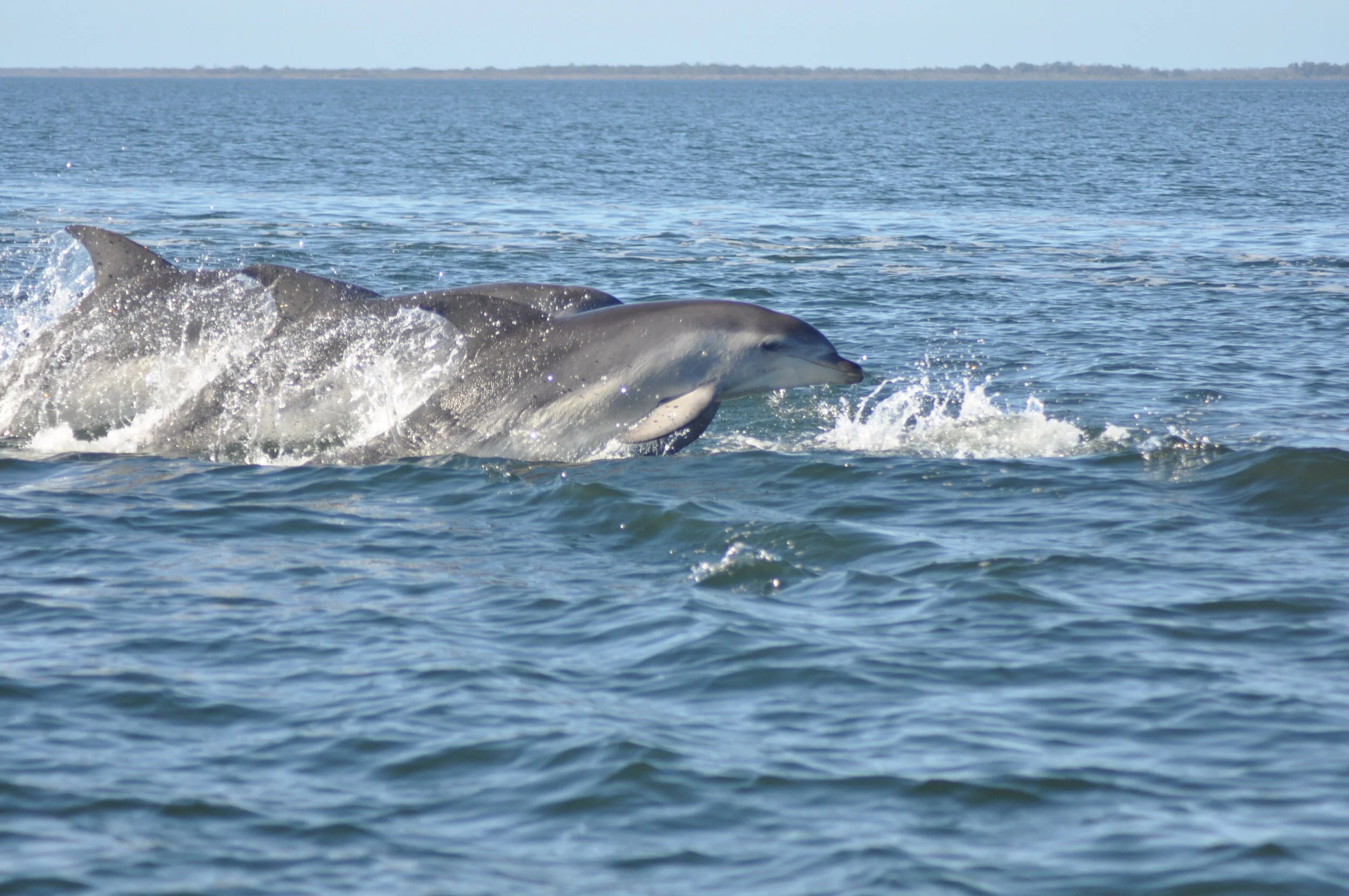 Burrunan Dolphin — Marine Mammal Foundation